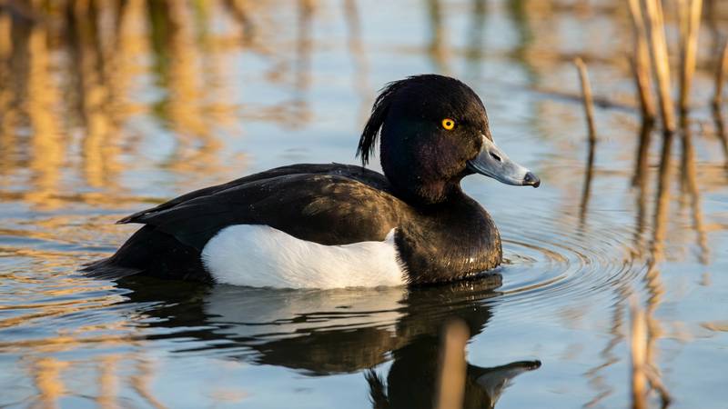 Tufted Duck: the diver with the crest